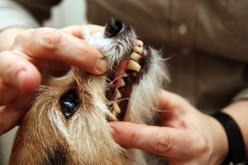STOPPING Dog Tooth Problems Dead in Their Tracks - I Love Veterinary
